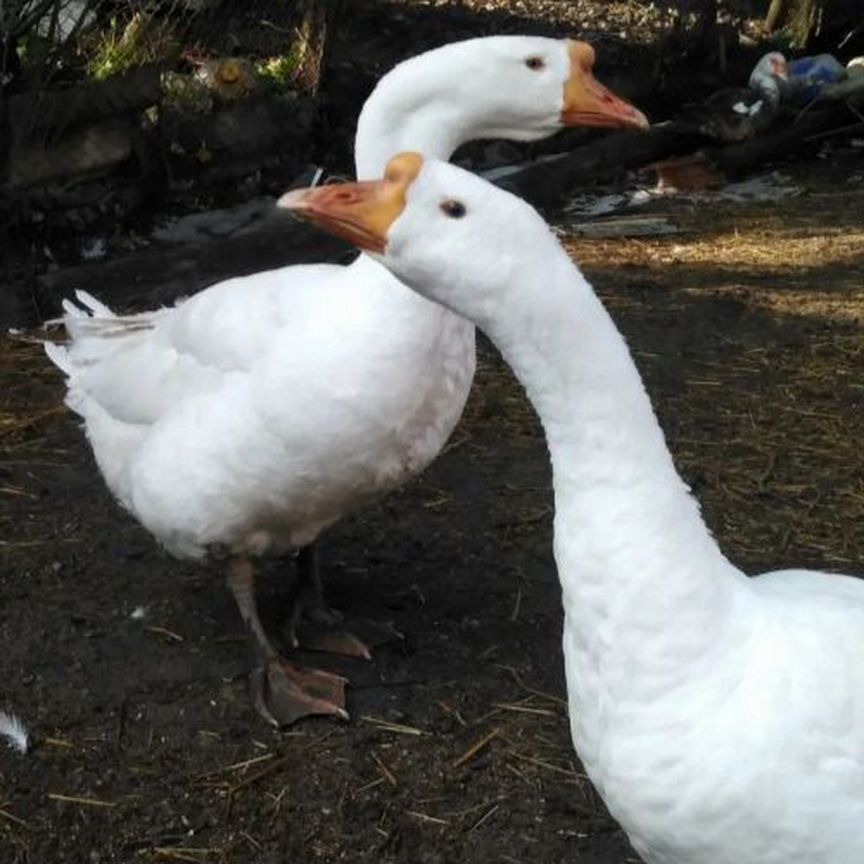 Продам гусей, уток, мулардов