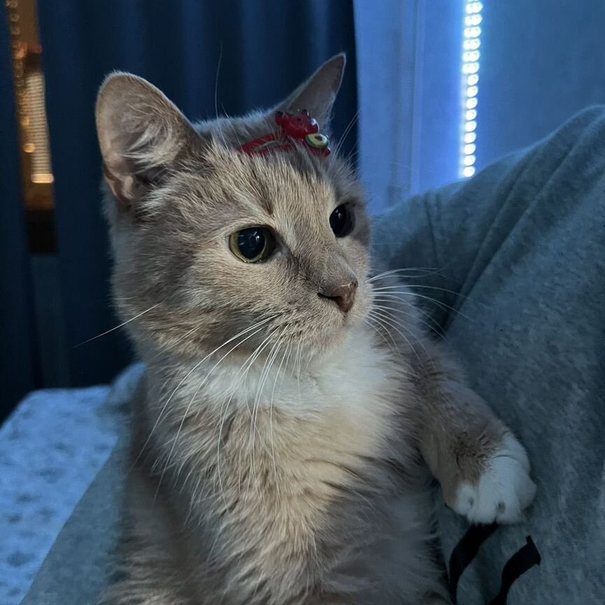 Ласковый котик