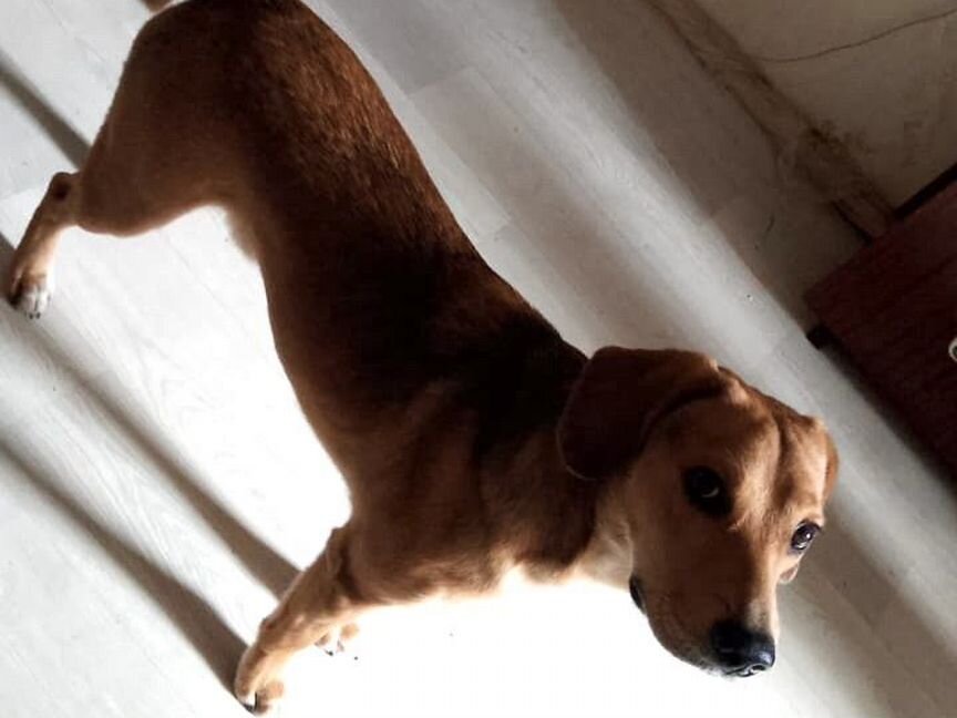 Маленький пес в добрые руки