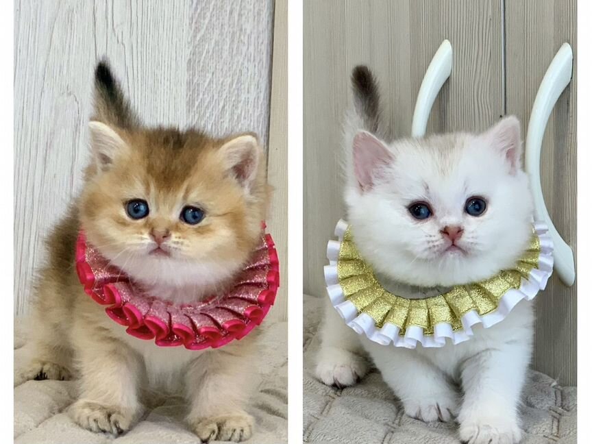 Серебро и золото к нг (шиншилы)