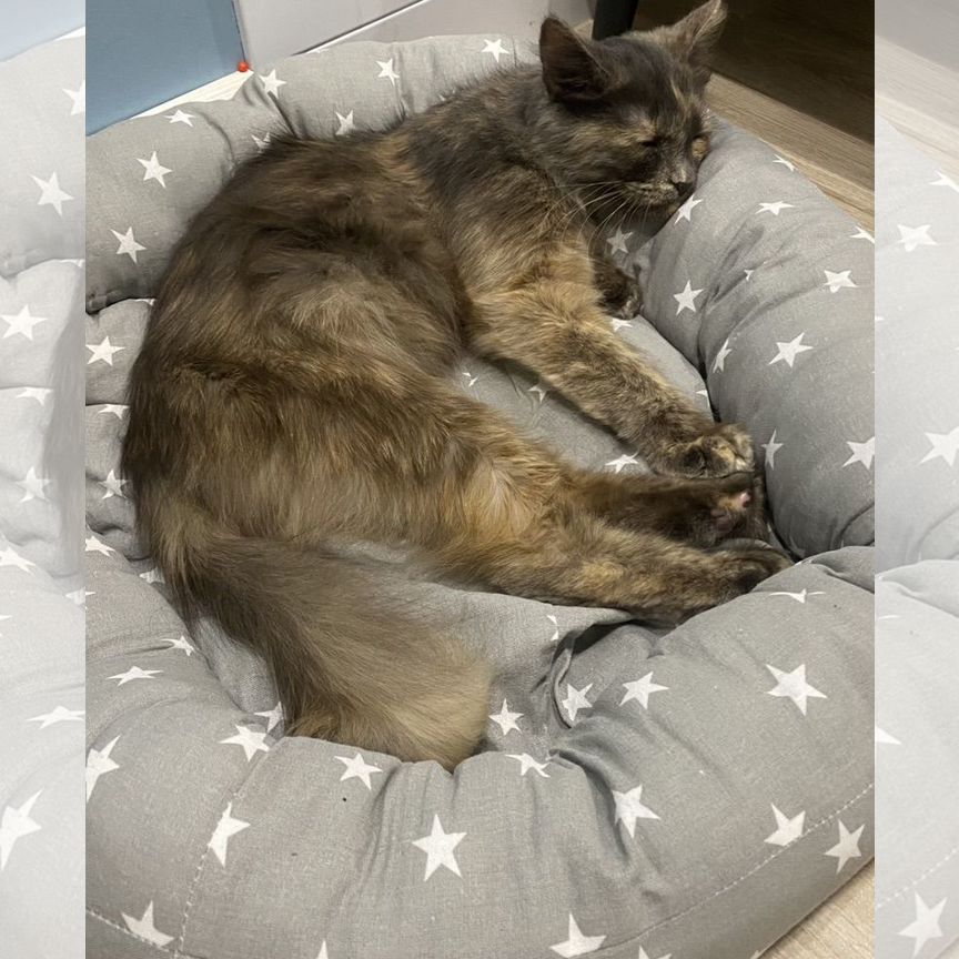 Взрослая, Девочка кошка в добрые руки