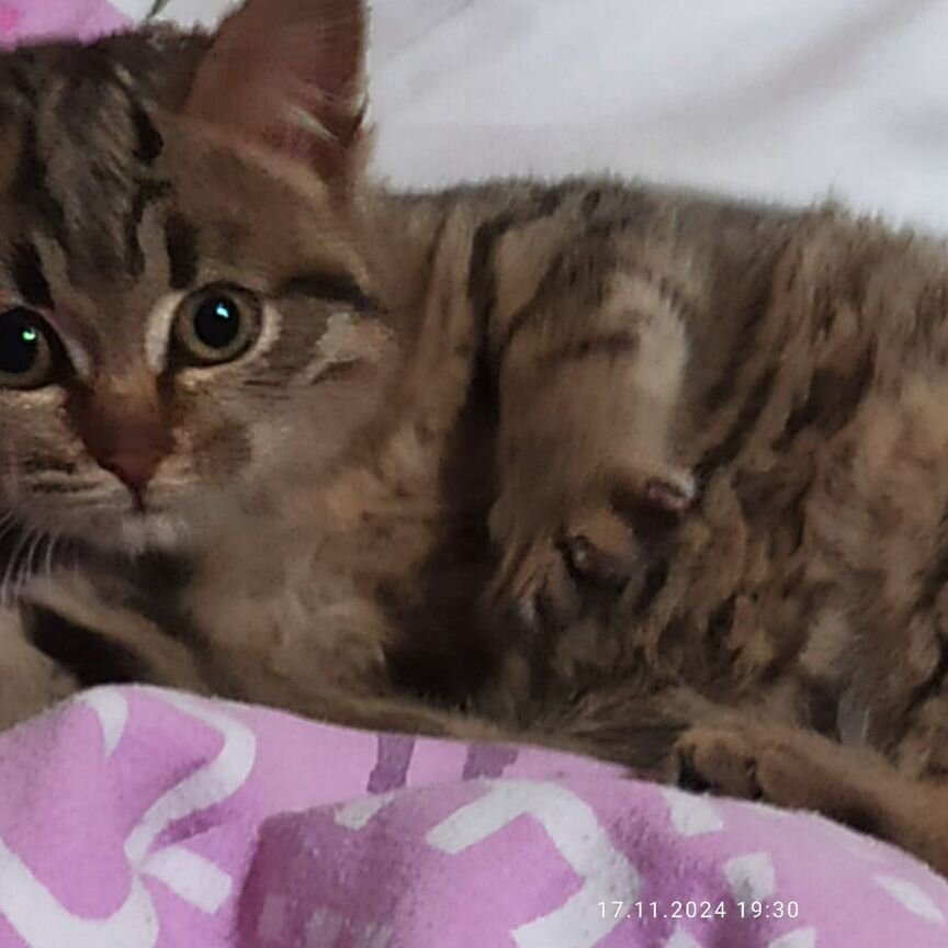Котенок девочка