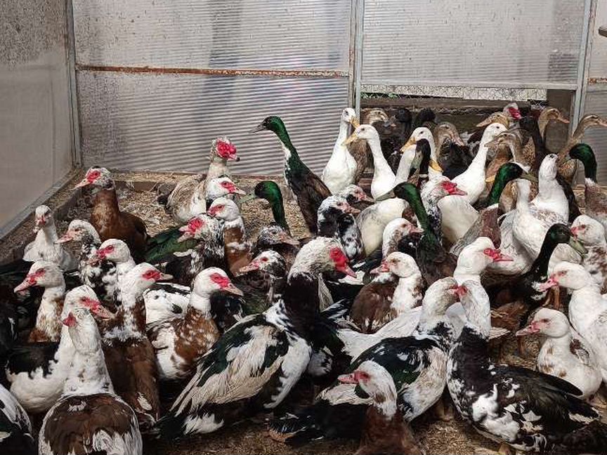 Мускусные утки Индийские бегунки