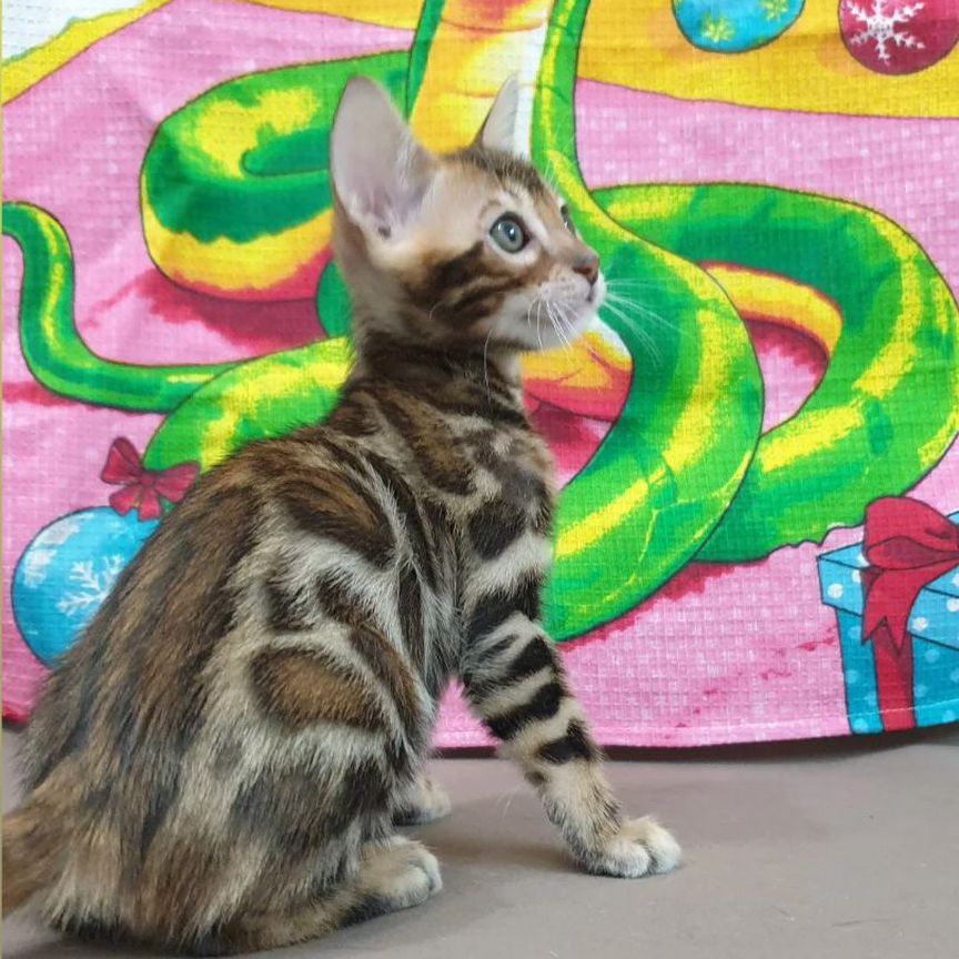 Супер мальчики бенгалы