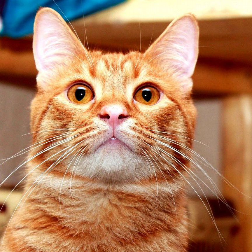 Рыжий Серафим, юный котик в добрые руки