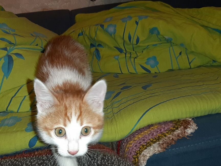 Котенок мальчик (д/р16.11)