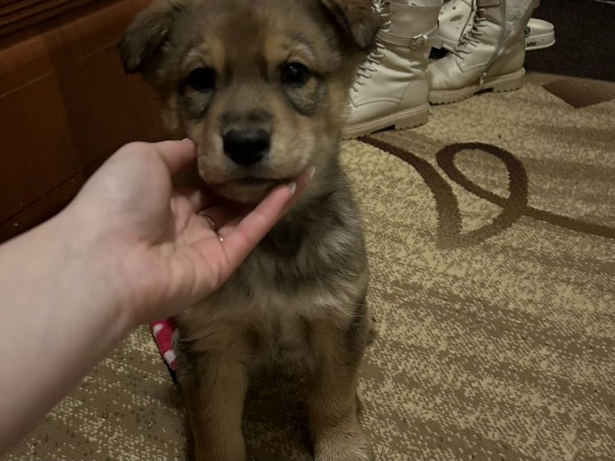 Отдам кутенка-мальчика в добрые ручки)