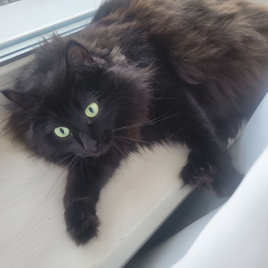 Взрослая кошка в добрые руки