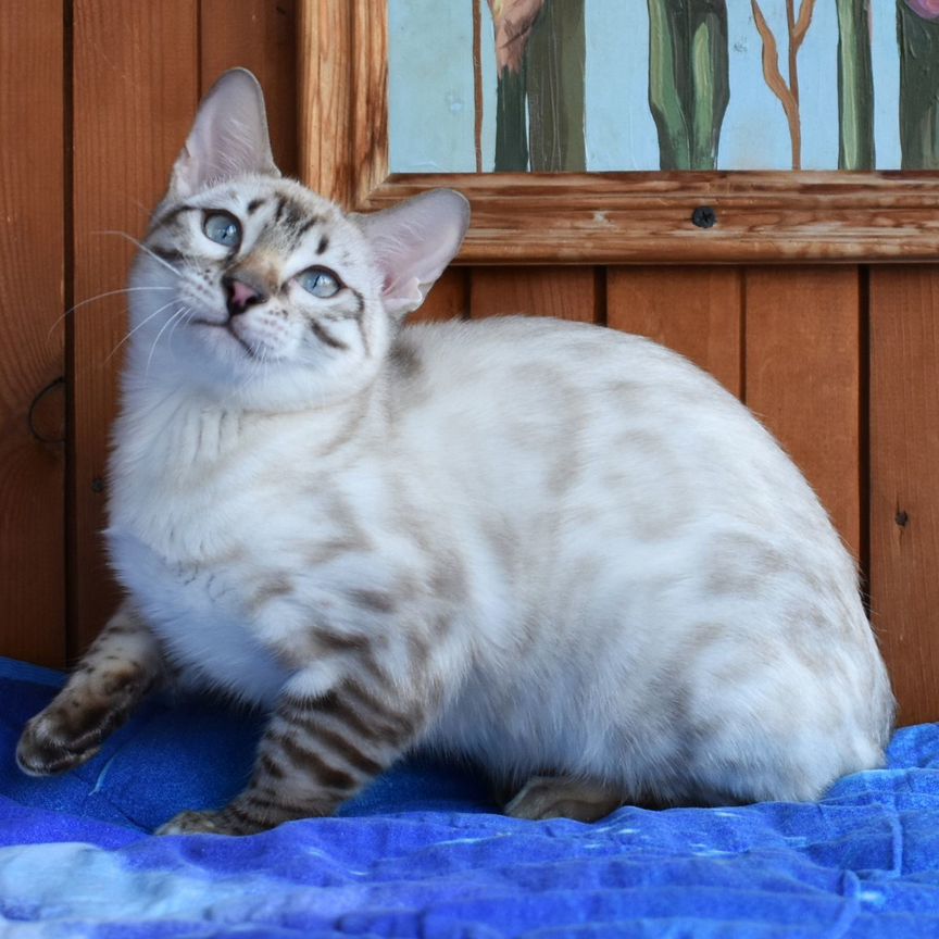 Снежная бенгальская кошка линкс