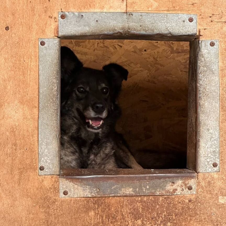 Спокойная и доброжелательная старушка ищет дом