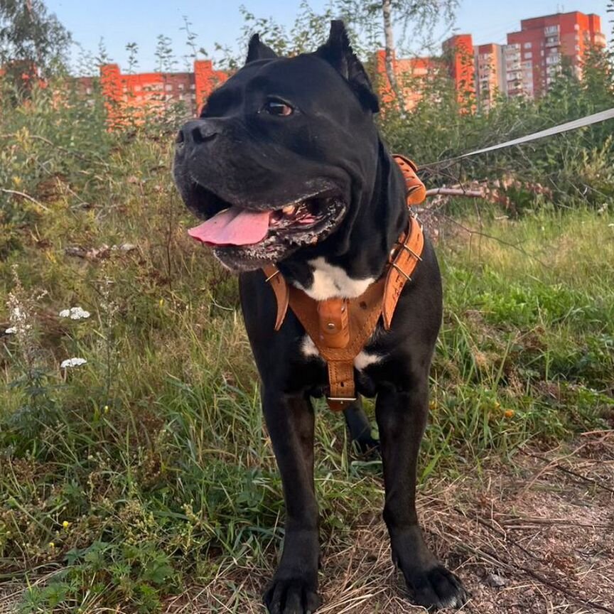 Кинолог для собак