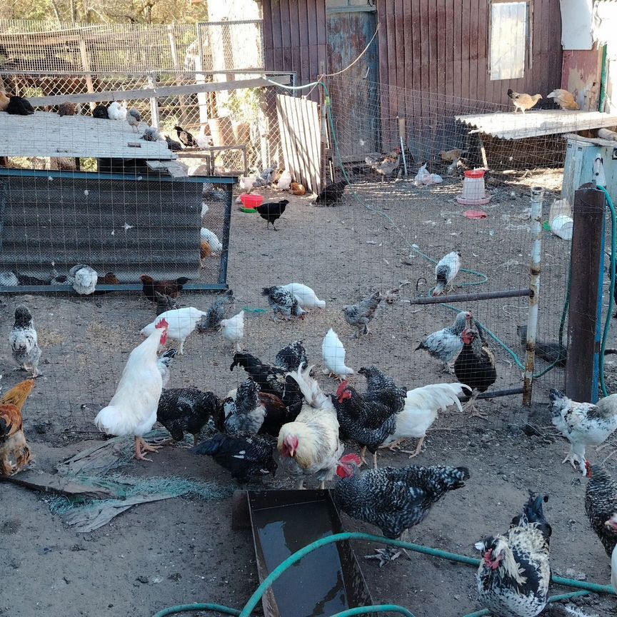 Продам домашних петухов