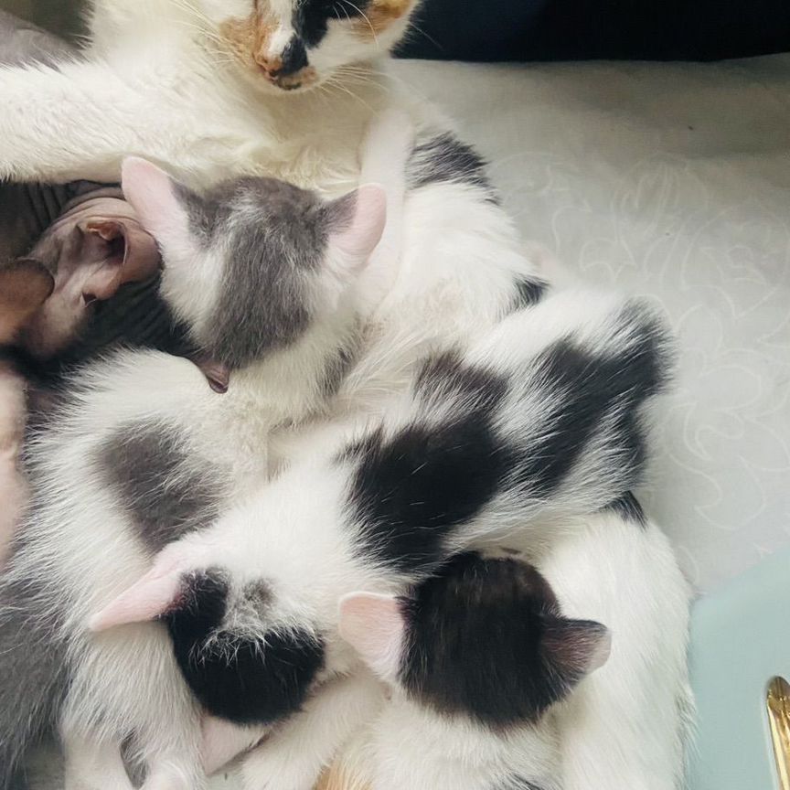 Котята
