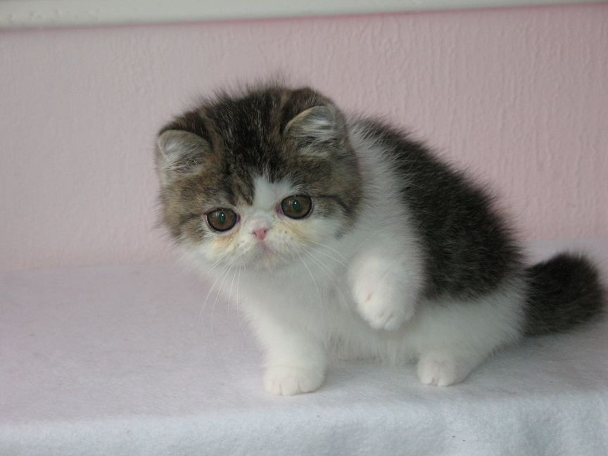 Котик