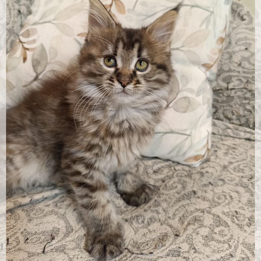 Мейн-кун котёнок