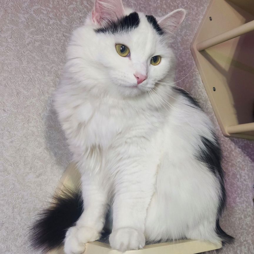 Взрослый кот в добрые руки