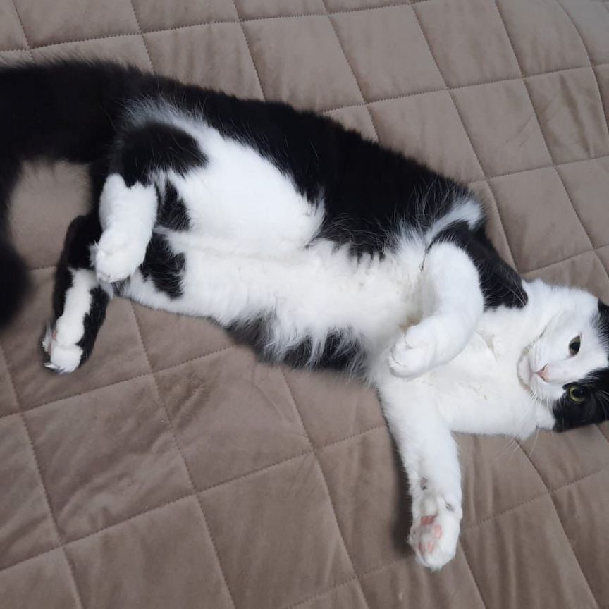 Котику нужен дом