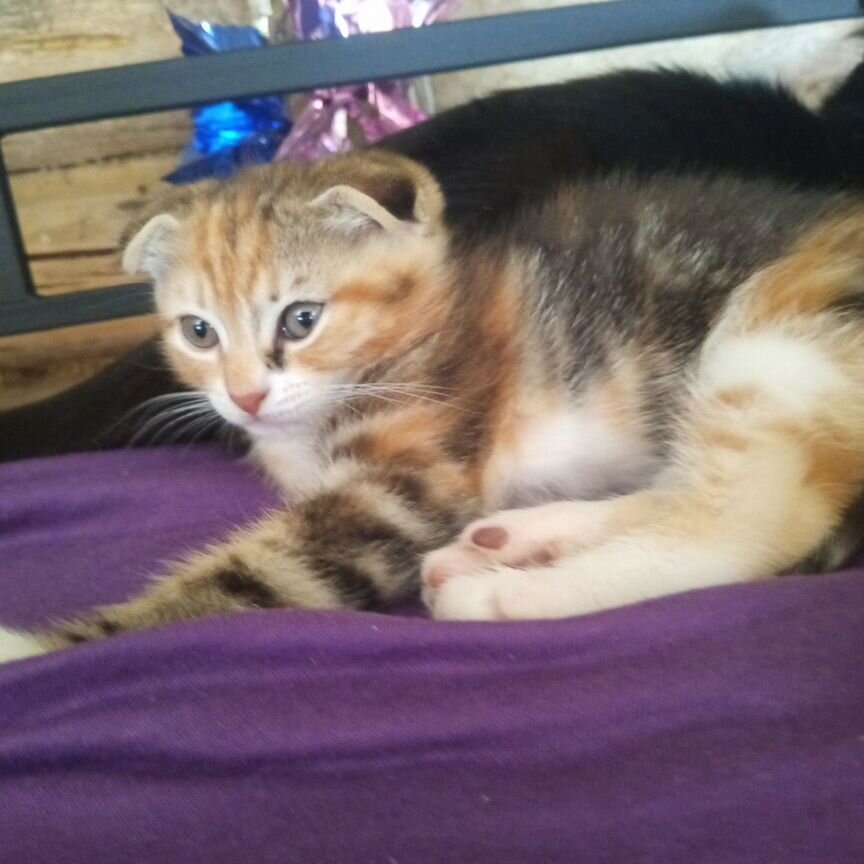 Котенок