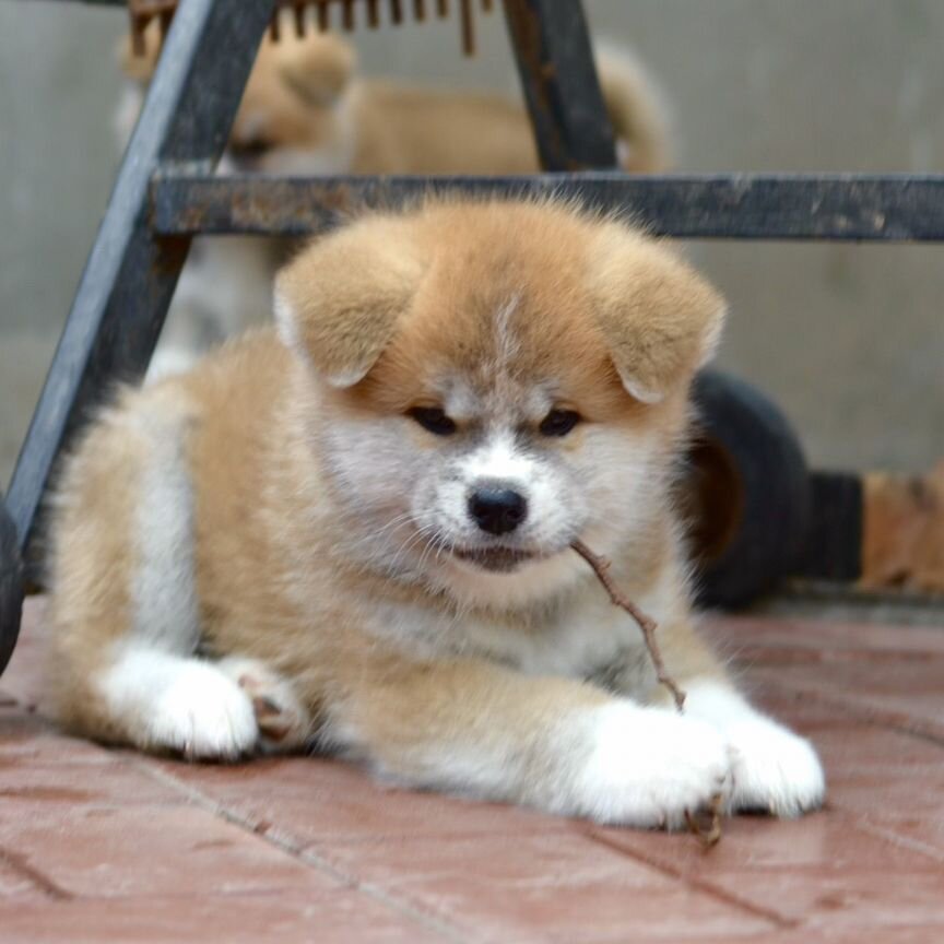 Красивые щенки Акита