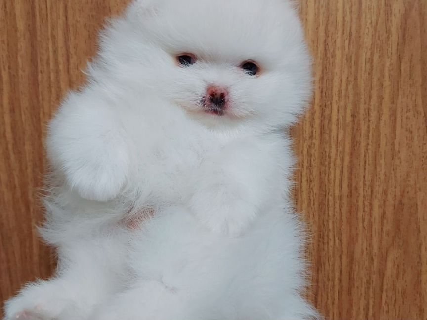 Детки померанского шпица