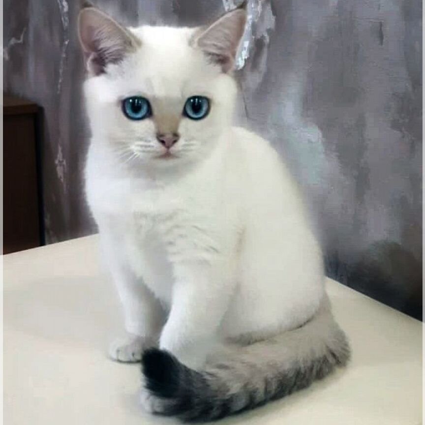 Шотландский Котёнок Чемпиона Ходит на горшок