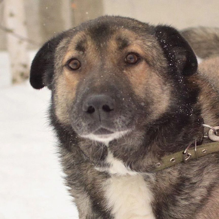 Супер-общительный Амур нуждается в хозяине