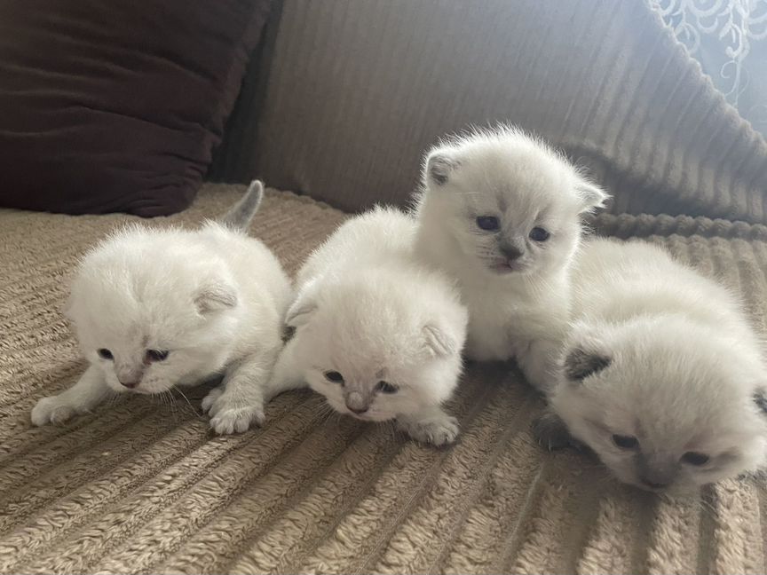 Шотландские вислоухие котята