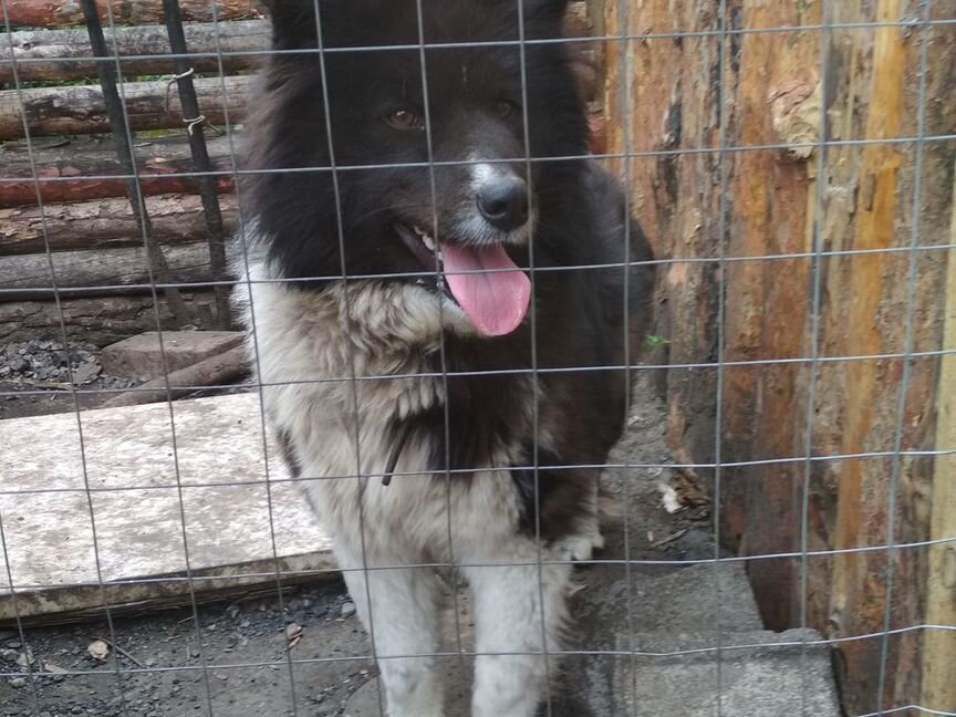 Сибирская лайка