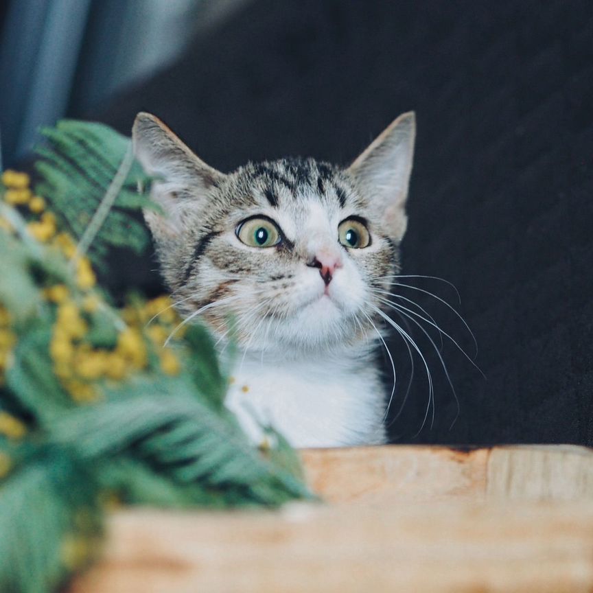 Яркая малышка котенок