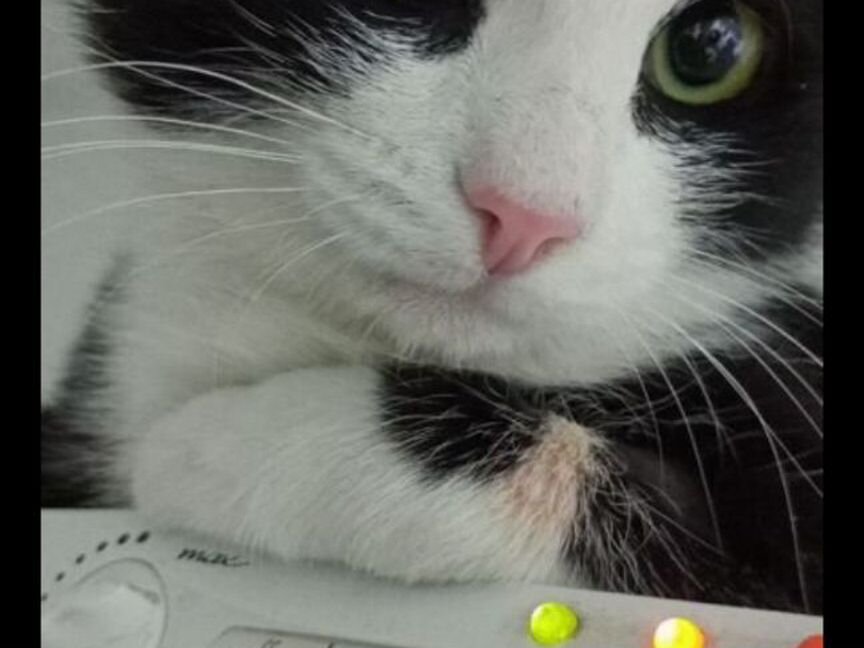 Котик