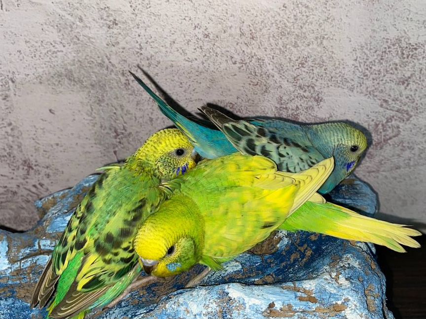 Волнистый попугай птенцы домшнее разведение