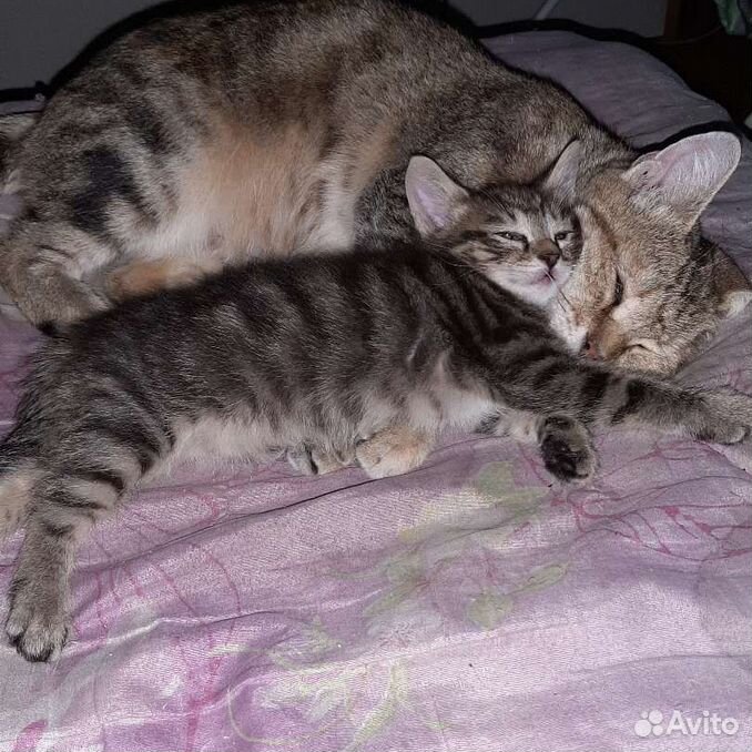 Дарим счастливого котенка. Принесет удачу в дом