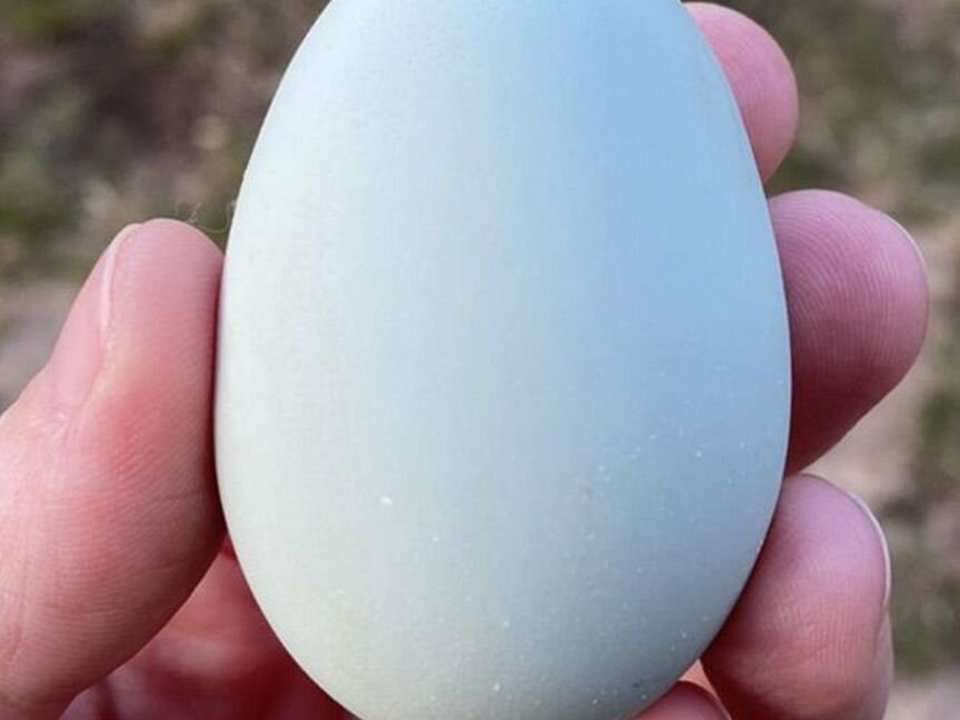 Яйцо куриное инукбационое