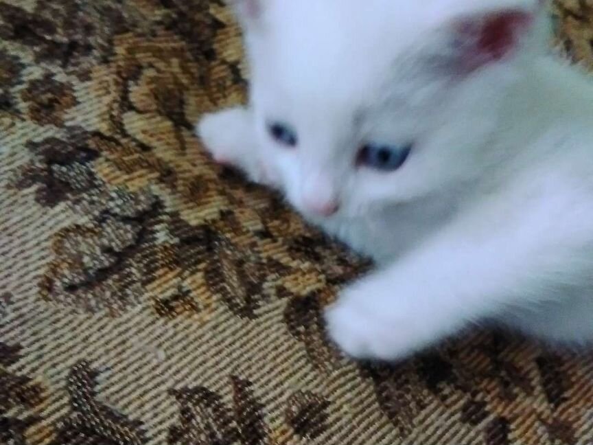 Котики,беленький и серый