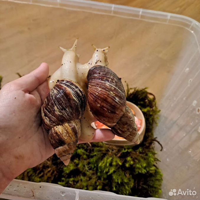 Улитки ахатины альбиносы