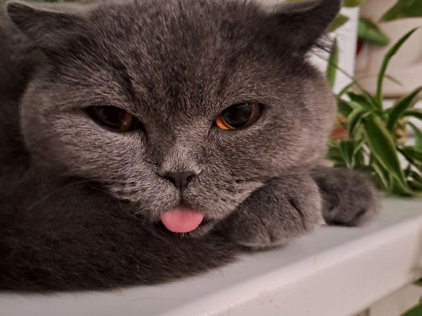 Британская кошка