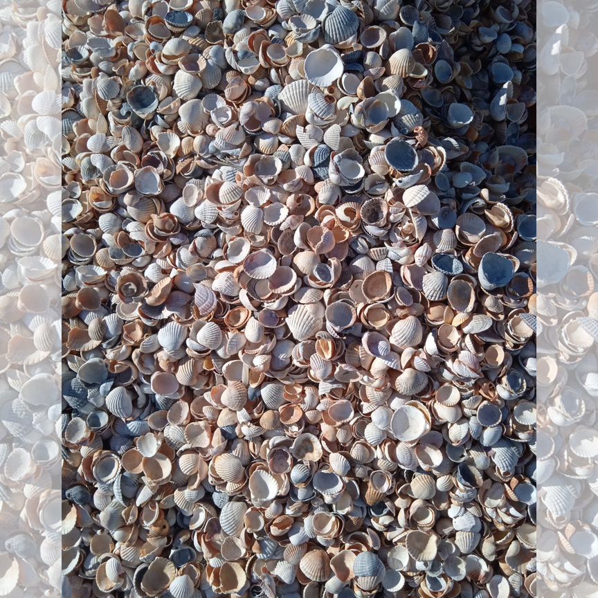 Ракушка мелкая и крупная