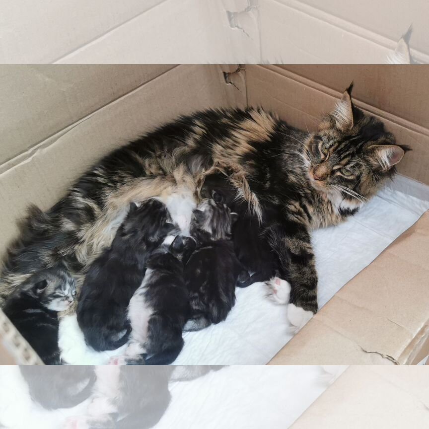 Котята мейн-кун