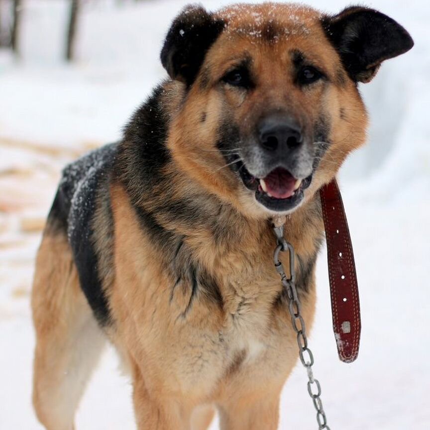 Фенотип овчра. Серьезный,крупный пёс на охрану Люк