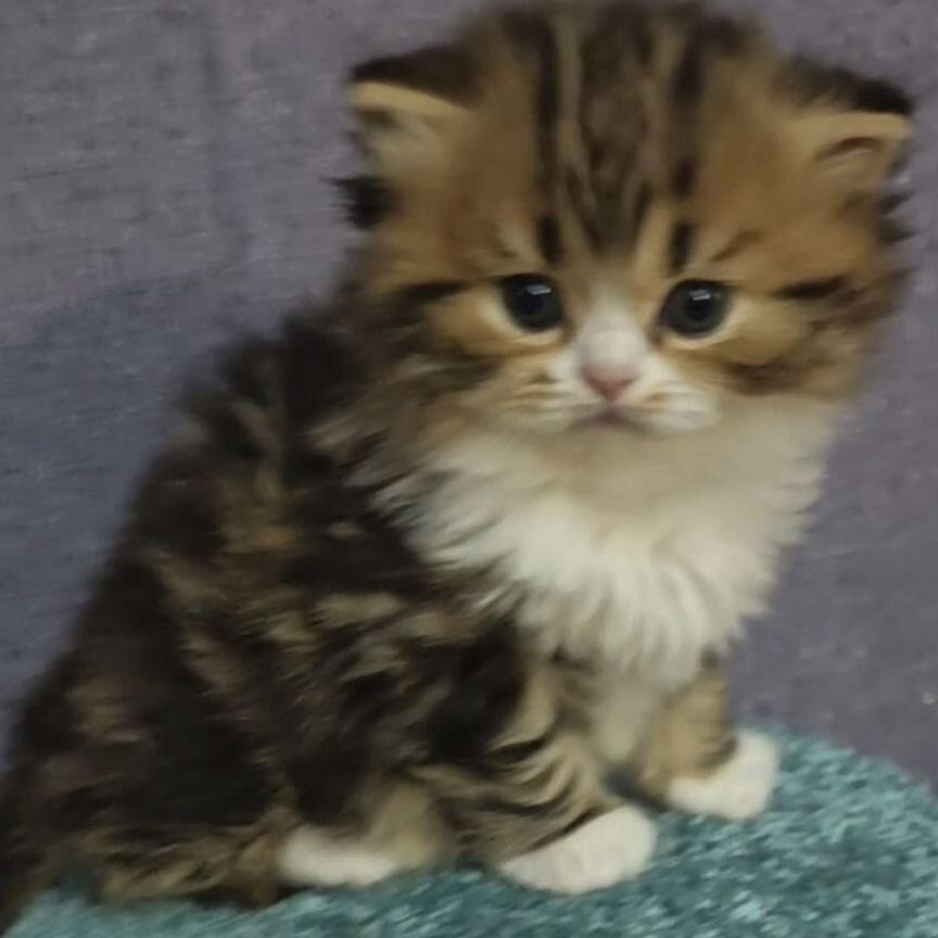 Шотландский вислоухий длинношёрстный котёнок