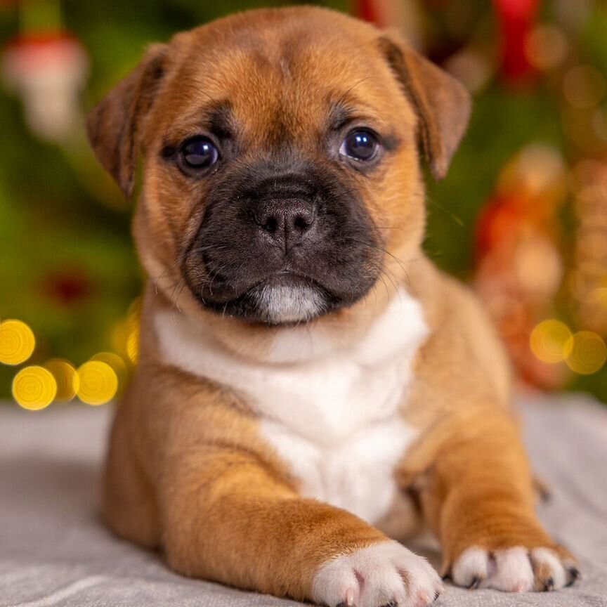 Стаффордширский бультерьер, щенок