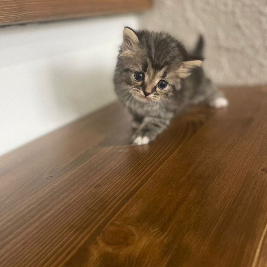 Котята британской шиншиллы