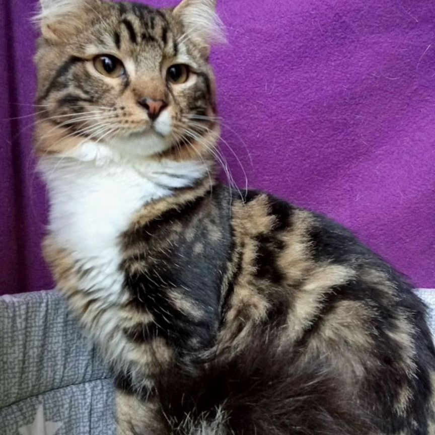 Котик