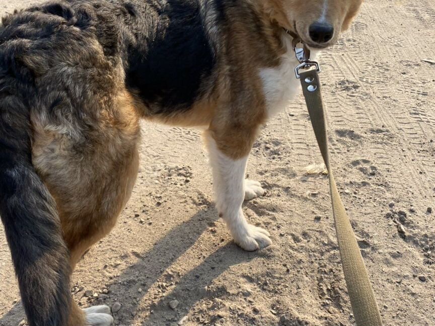 Подросток щенок 5 месяцев