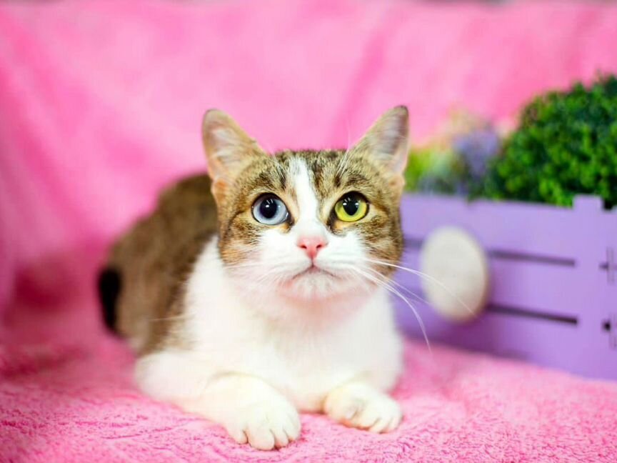 Кошечка Поля с гетерохромией ищет любящих хозяев