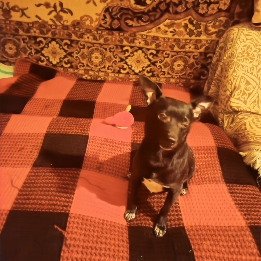 Взрослая собака в добрые руки