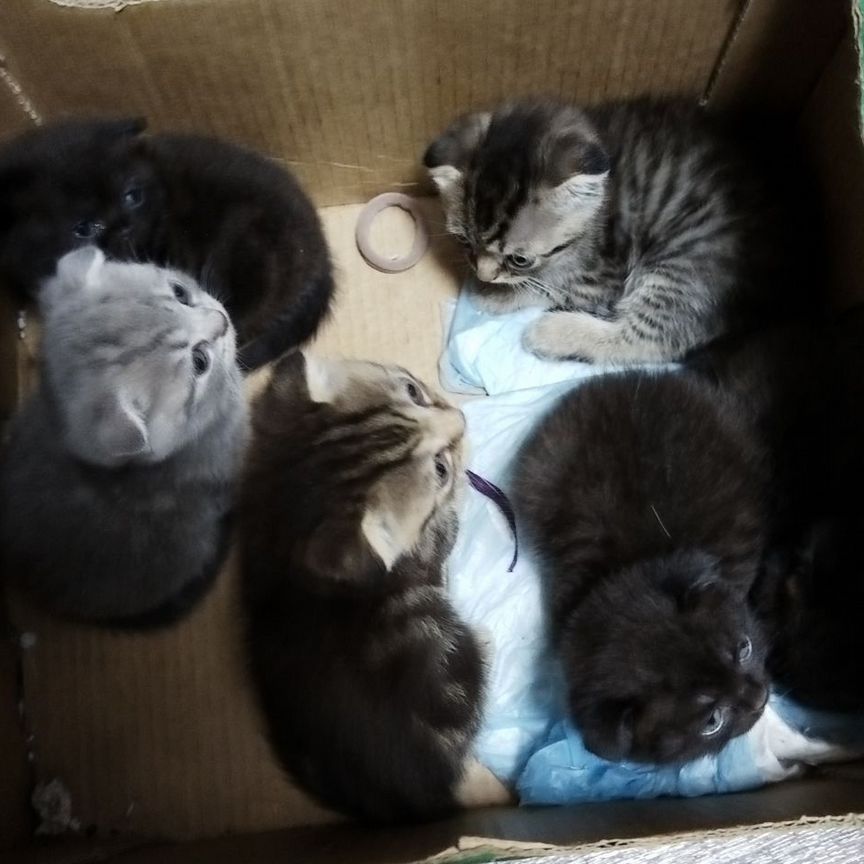Шотландские котята