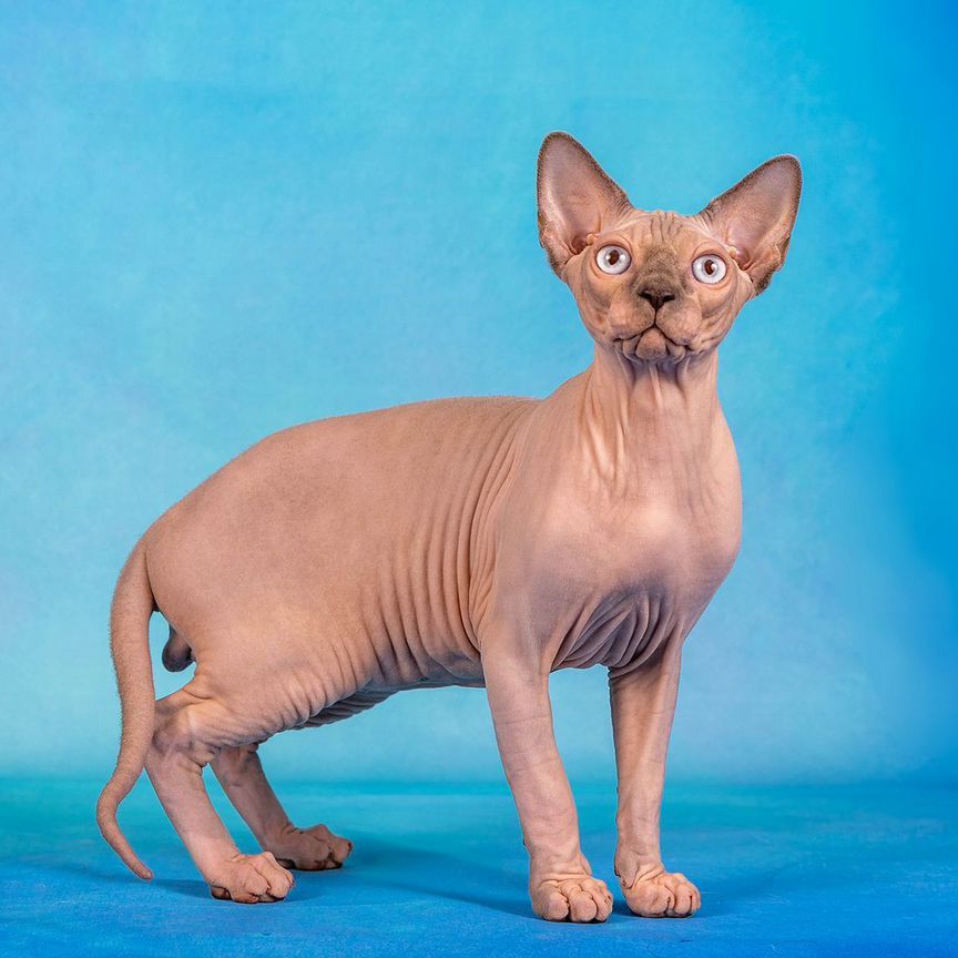 Канадский сфинкс котёнок