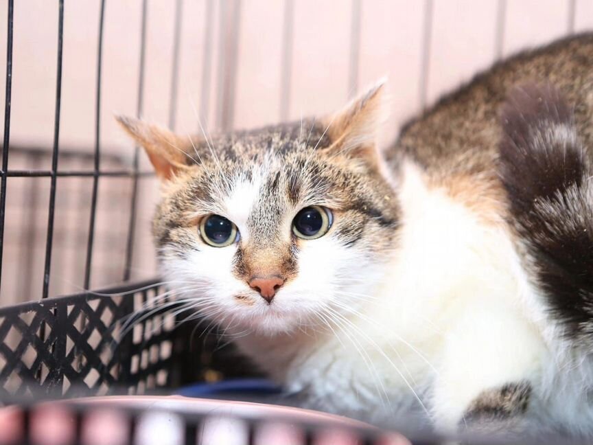 Разноцветная кошка из приюта,кошечка из приюта