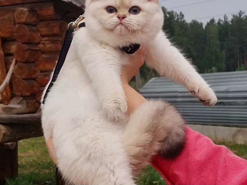 Малышка шотландская